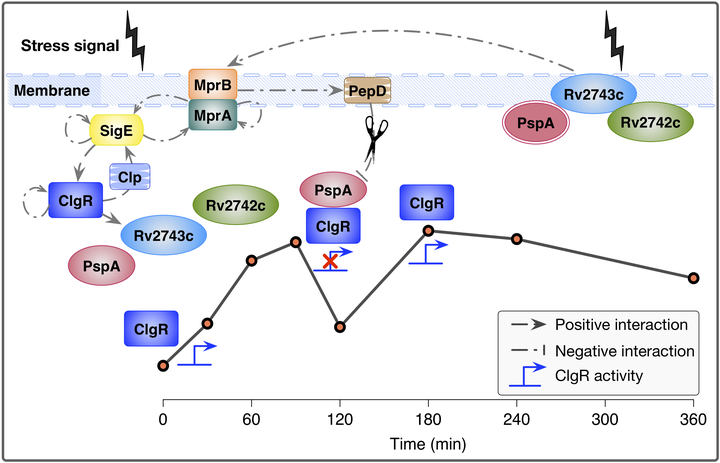 The Psp system of Mycobacterium tuberculosis integrates envelope stress ...